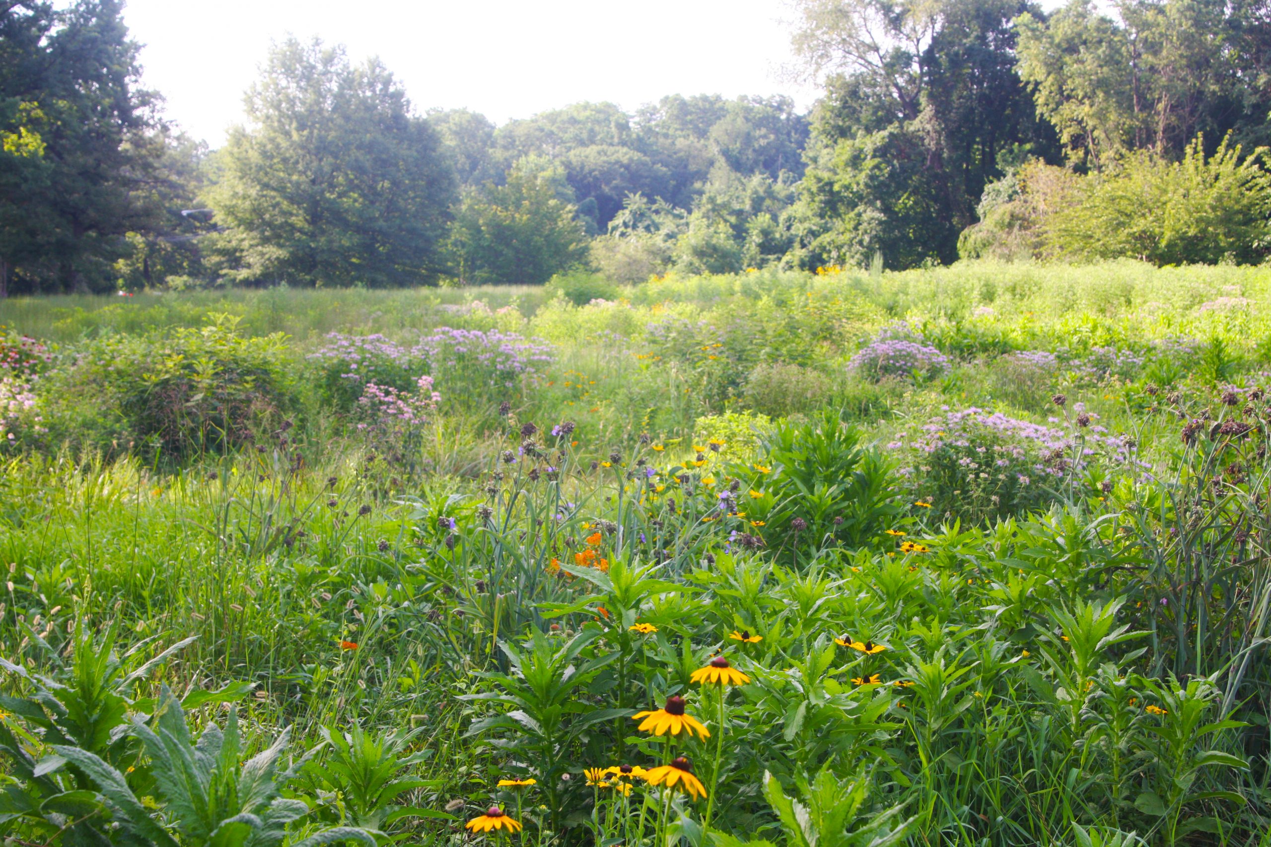 Mows to Meadows project will bring 5 acres of meadows to Fairmount Park ...