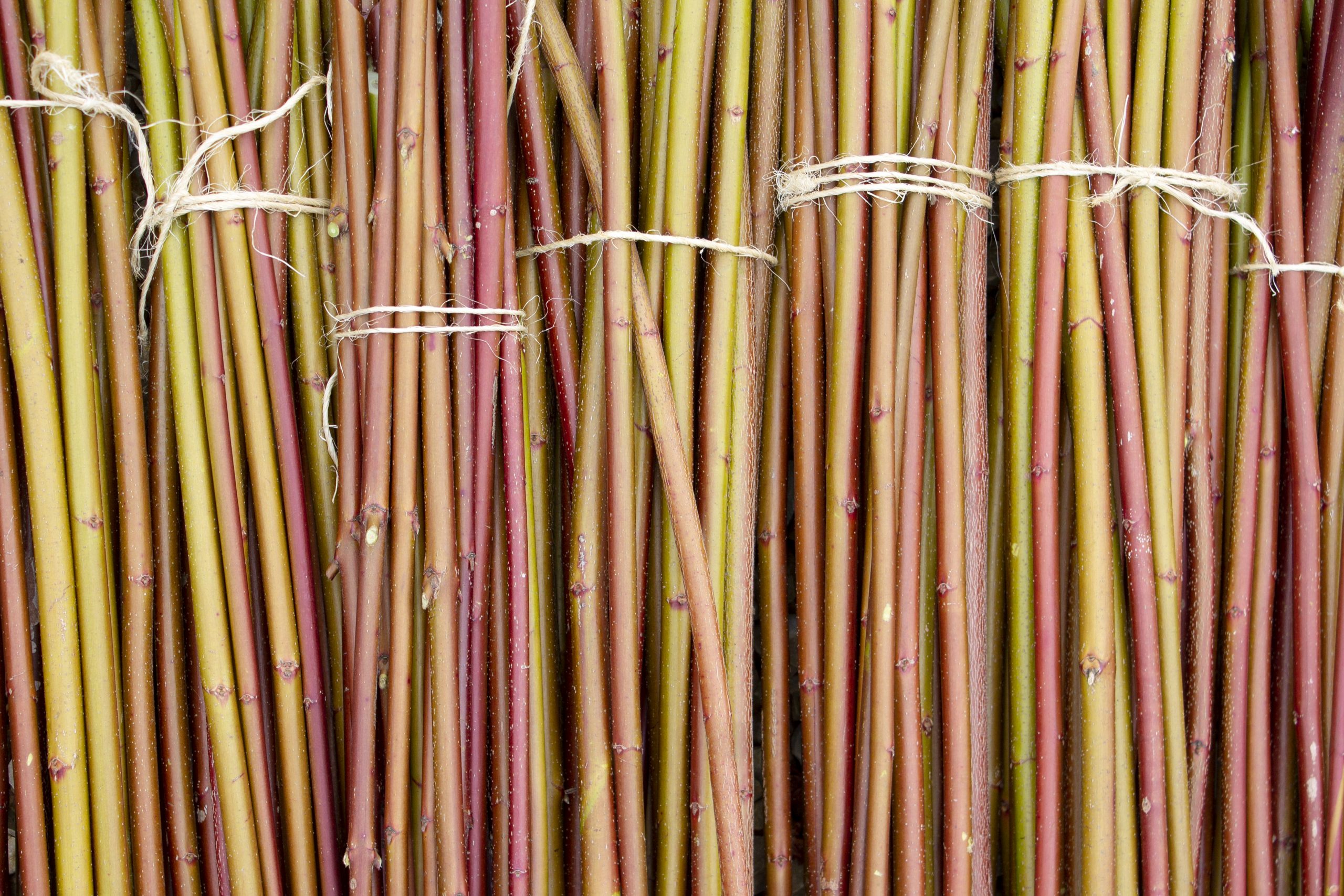 Live stake harvesting underway at Greenland Nursery – Fairmount Park ...